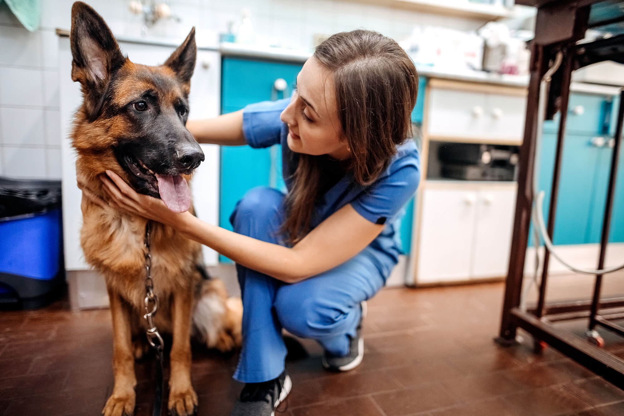 Cat and Dog Vaccinations in Sarasota, FL | Partners Animal Hospital - Fruitville