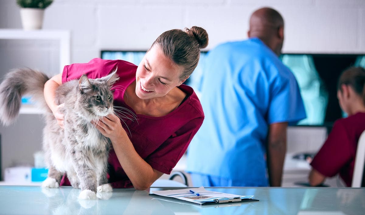 Pet Insurance Options at Fruitville, FL | Partners Animal Hospital - Fruitville
