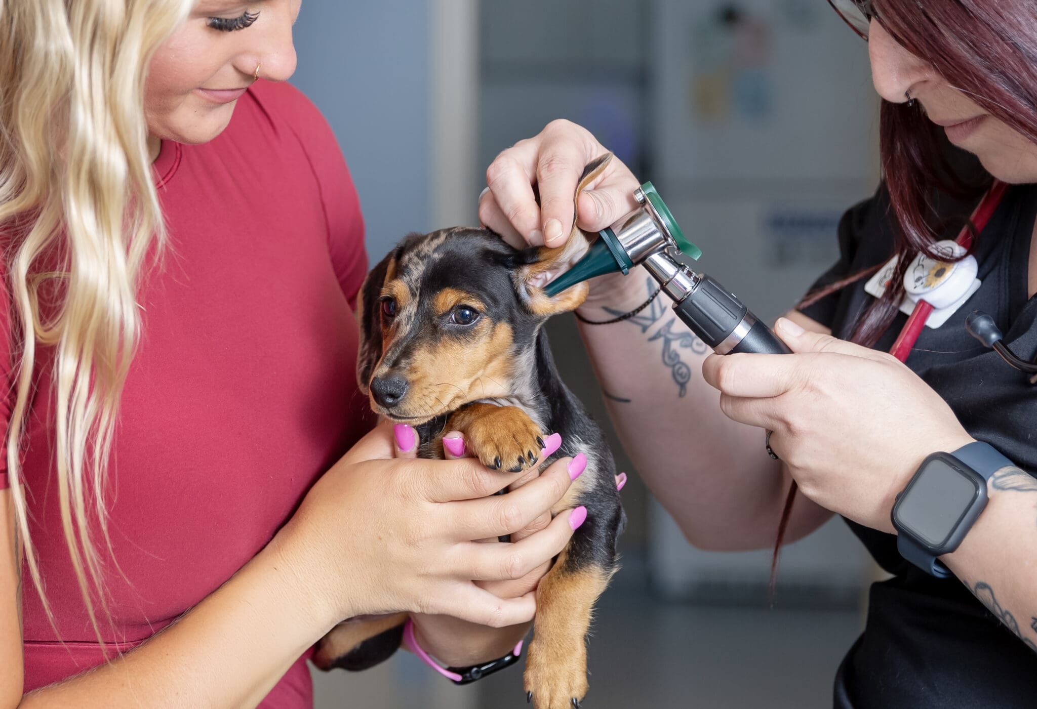 Addressing Cat and Dog Allergies in Sarasota, FL | Partners Animal ...